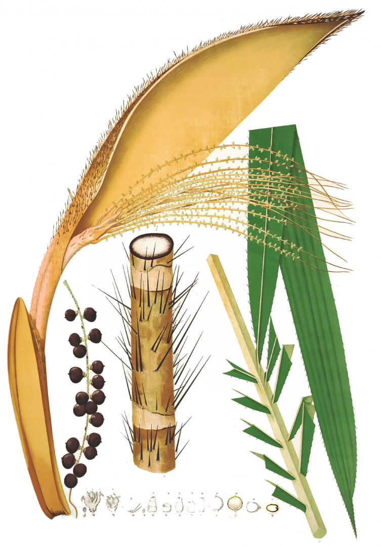 Catálogo Gratuito » Editora Tucum